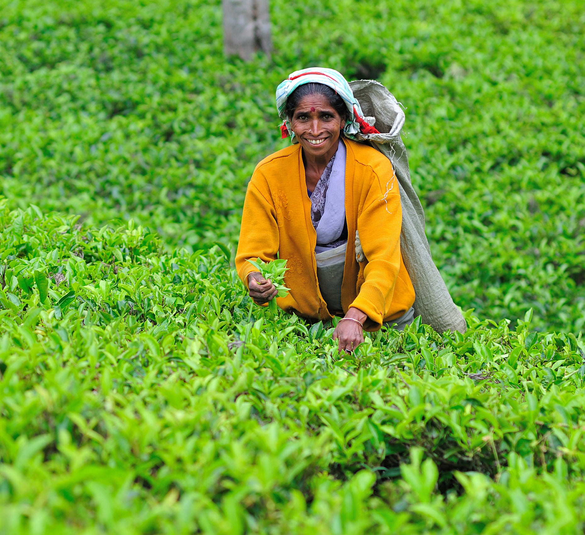 The story of Sri Lanka and Tea – Basilur Tea